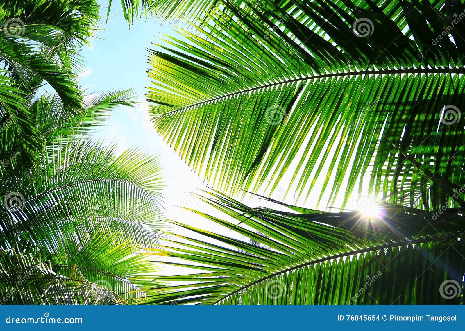 Palm tree branch stock photo. Image of background, outdoor - 76045654