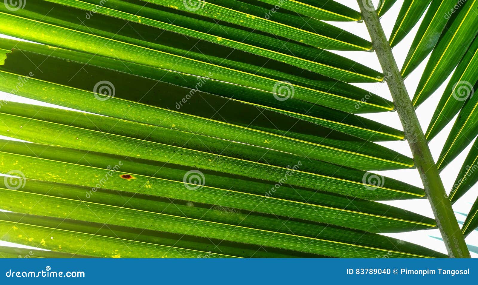 Palm tree branch stock photo. Image of bright, coast - 83789040