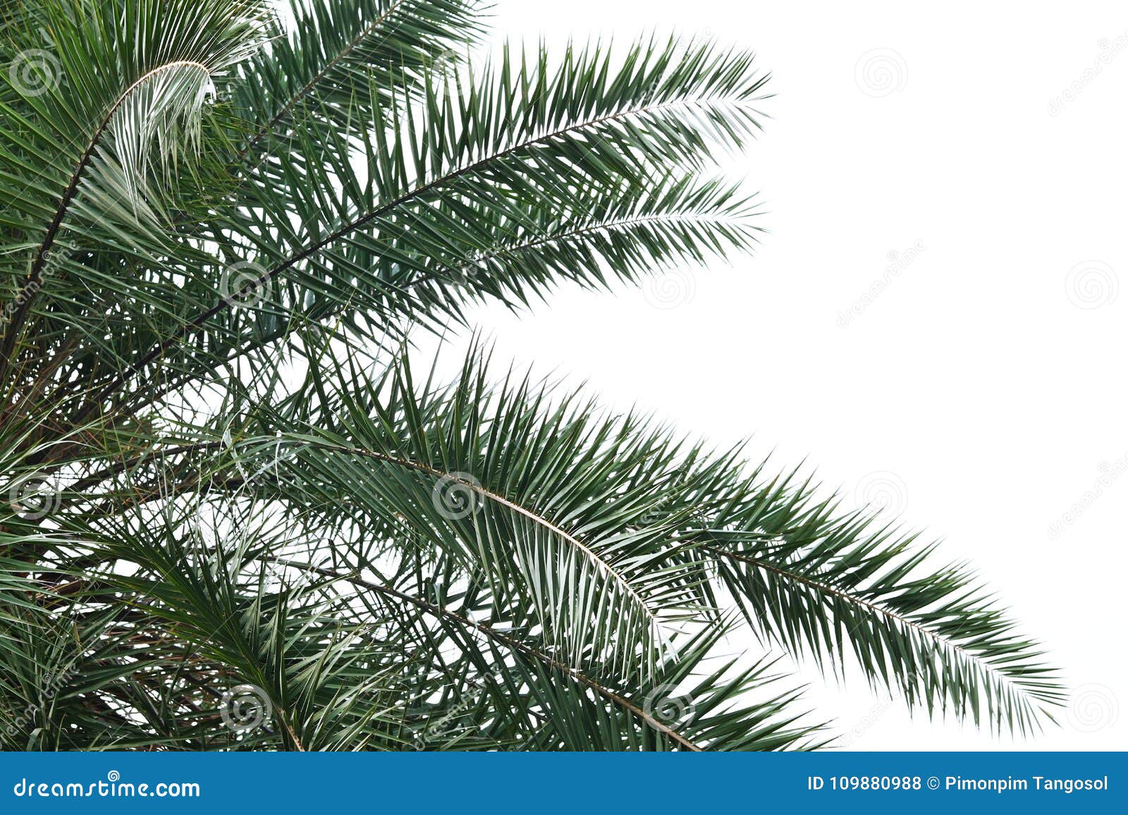 Palm tree branch against stock photo. Image of leaf - 109880988