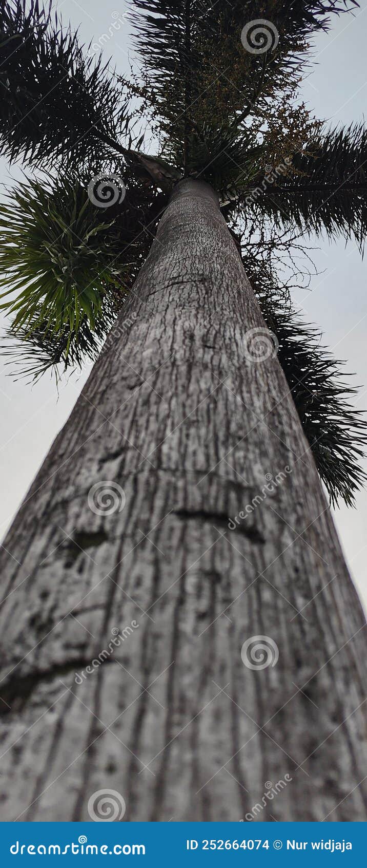 Palm tree branch stock photo. Image of spruce, snow - 252664074