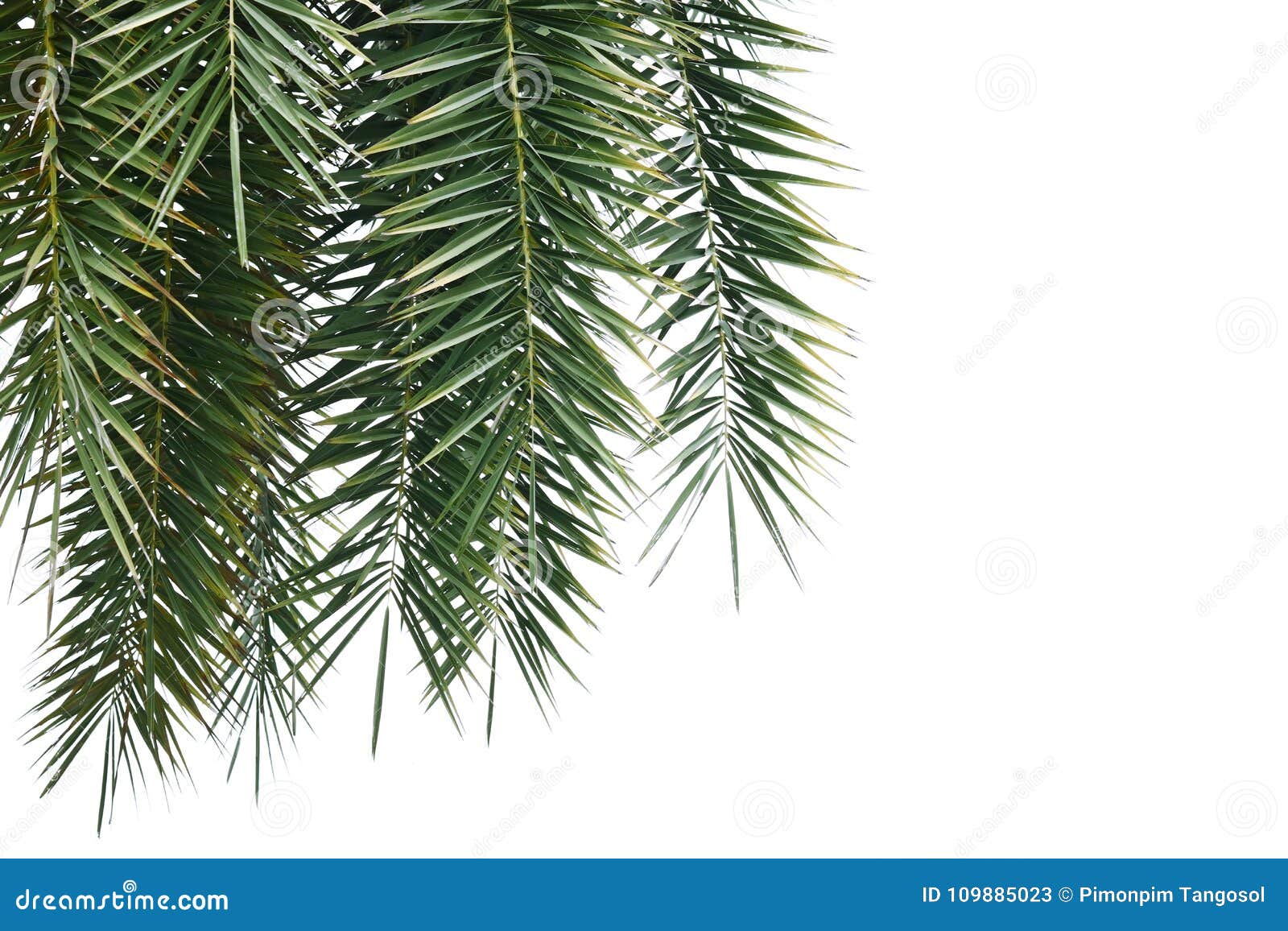 Palm tree branch stock image. Image of tropical, coconut - 109885023