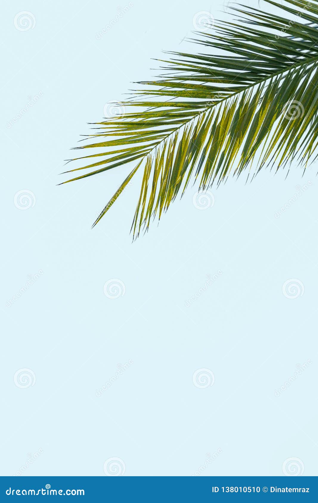 Palm tree branch stock photo. Image of curve, background - 138010510