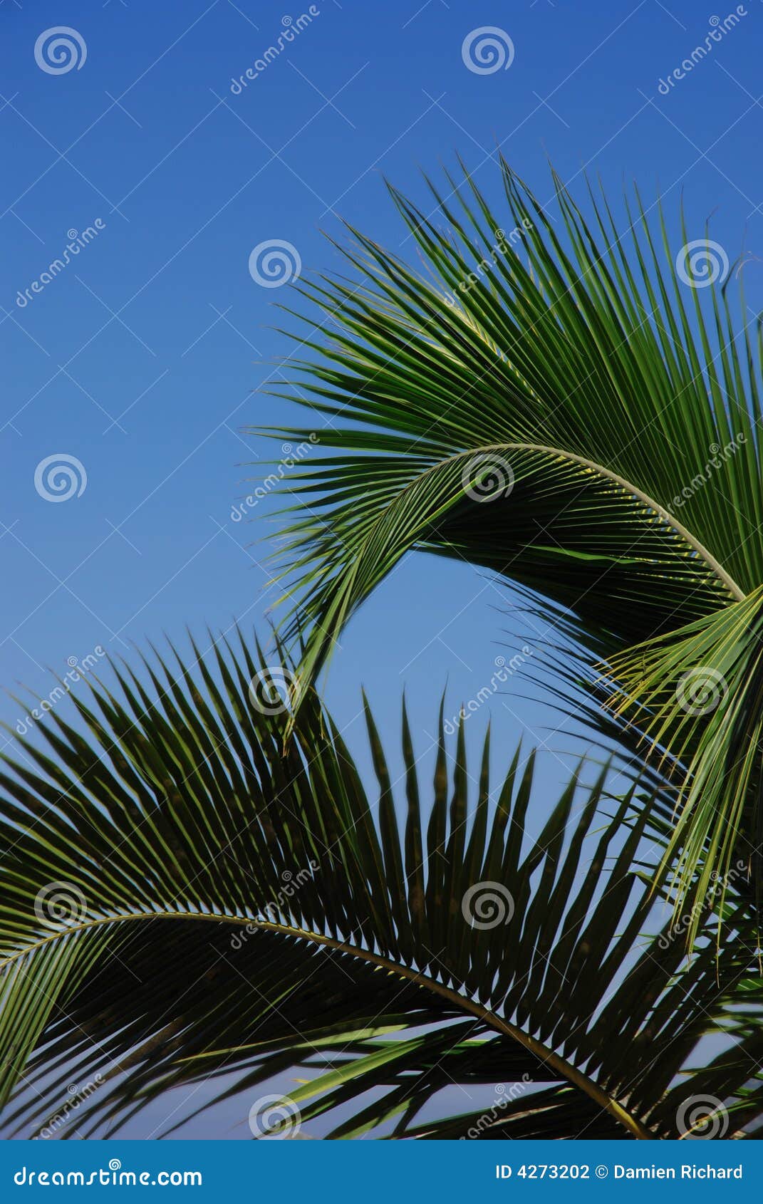 Palm tree branches stock photo. Image of nature, leaf - 4273202