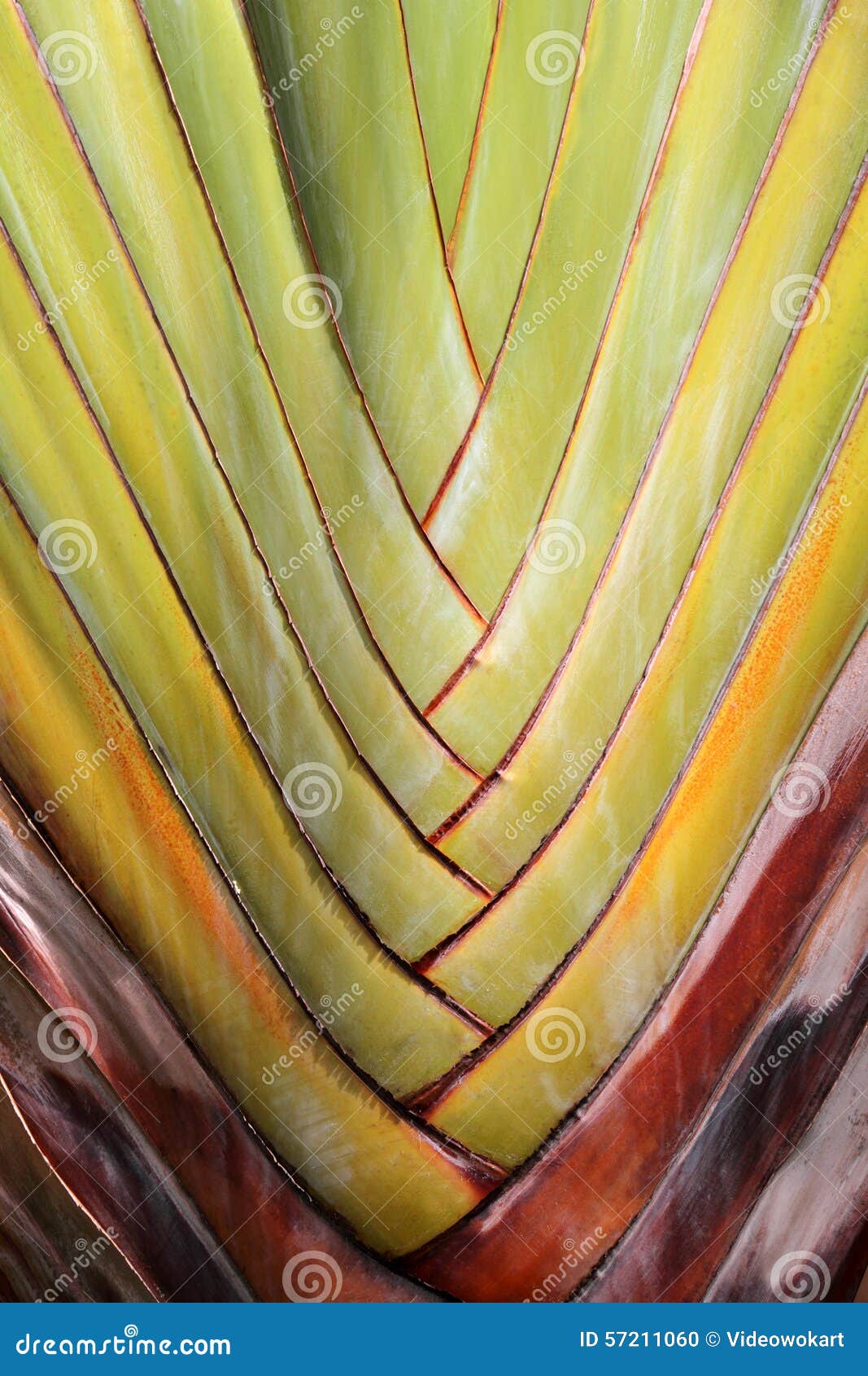 Palm Tree Branches Abstract Texture (Travellers Palm) Stock Photo ...