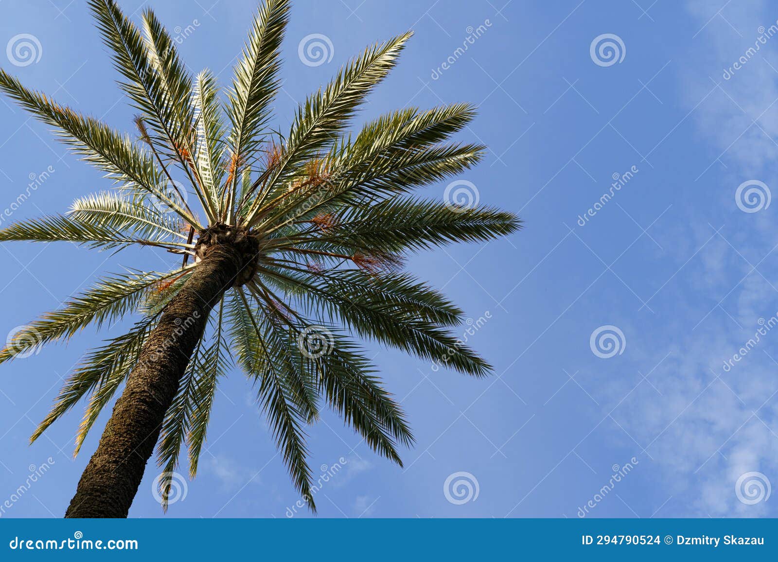 Palm Tree Branches Against the Blue Sky. Stock Photo - Image of branch ...