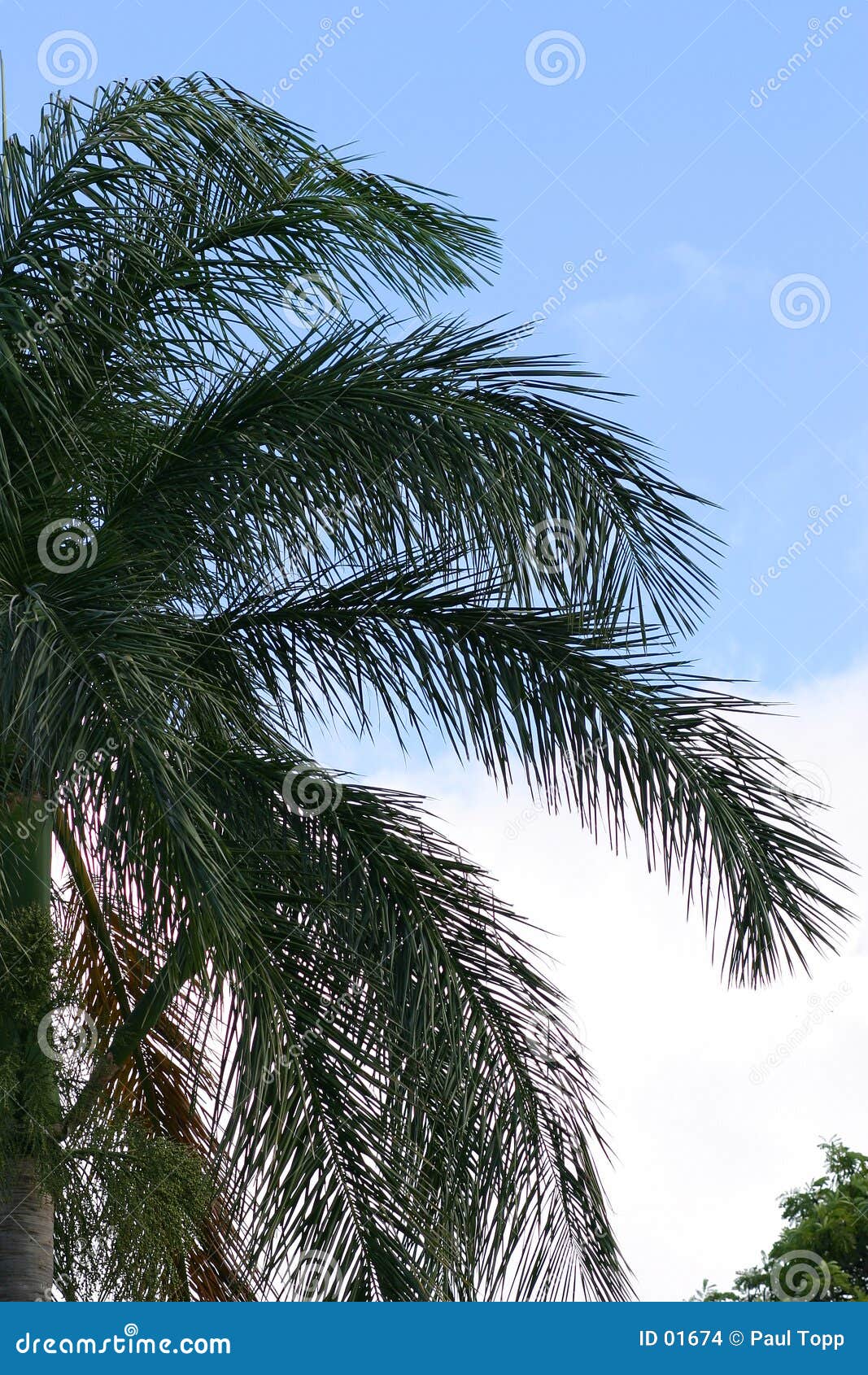 Palm Tree Branches Against a Bright Sky Stock Photo - Image of ...