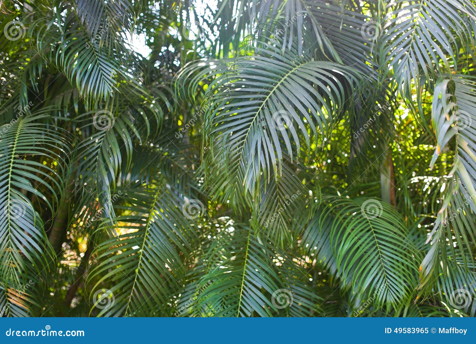 Palm tree branches stock image. Image of resort, indian - 49583965