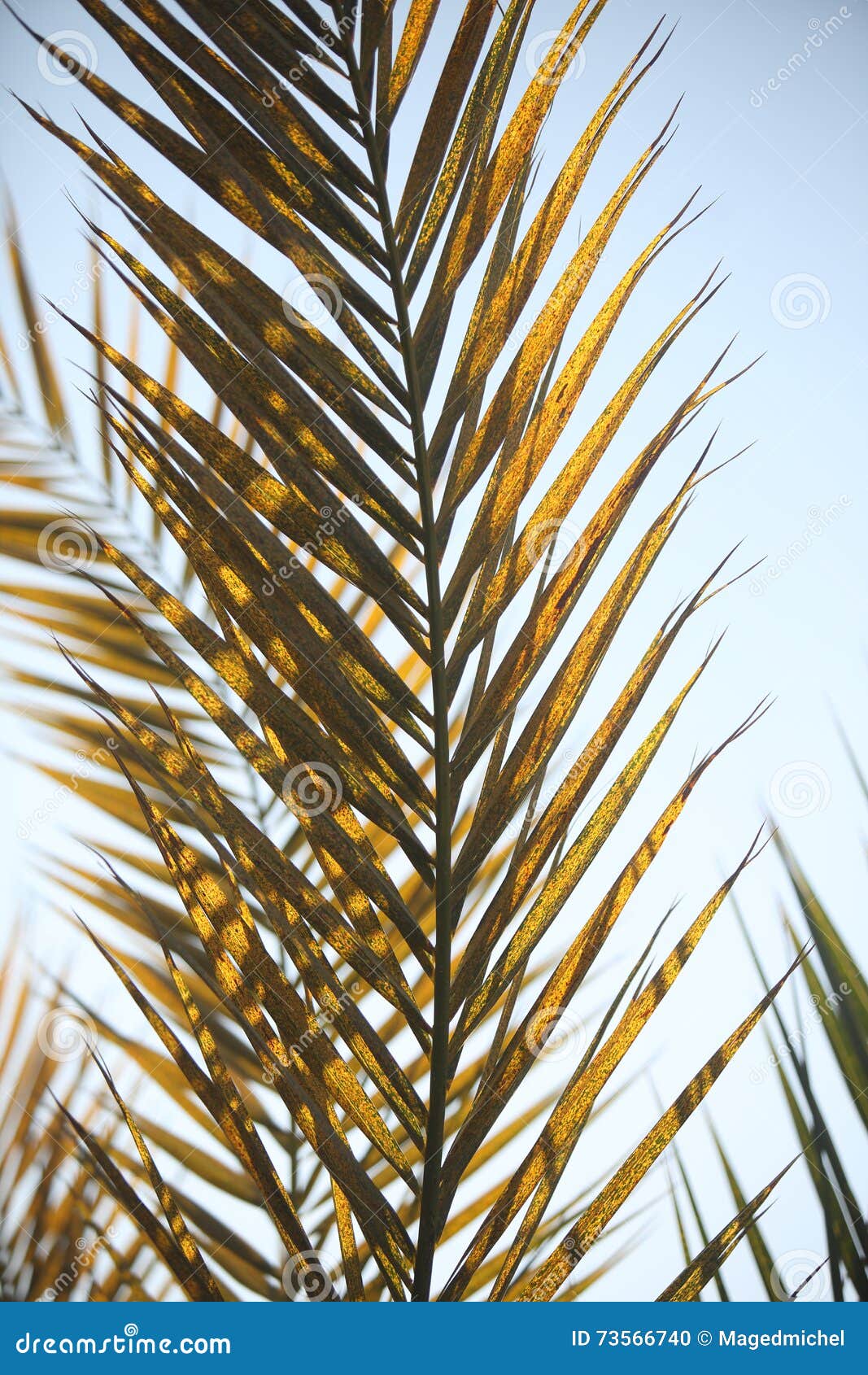 Palm tree branches stock photo. Image of environment - 73566740