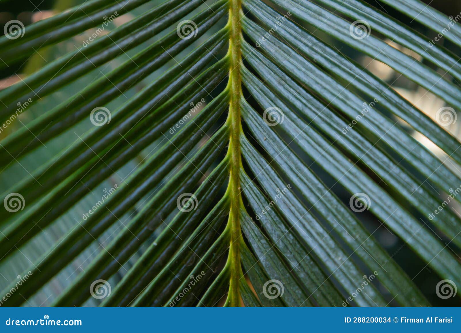Palm tree branches stock photo. Image of tips, sharp - 288200034