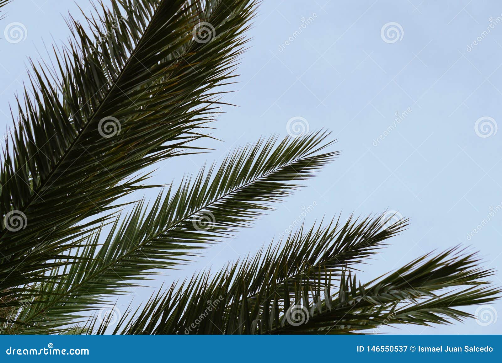 Palm Tree Branches and Leaves in the Nature in Springtime Stock Image ...