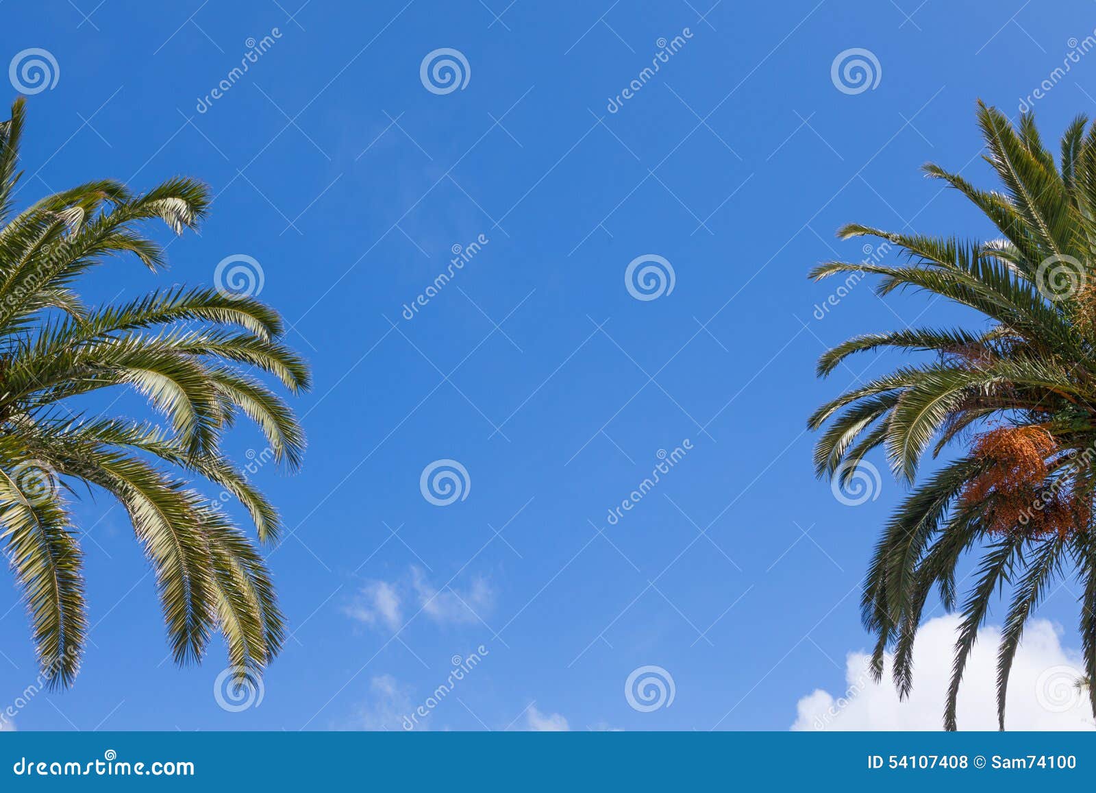 Palm Tree Branches Over a Clear Blue Sky Stock Photo - Image of sunny ...
