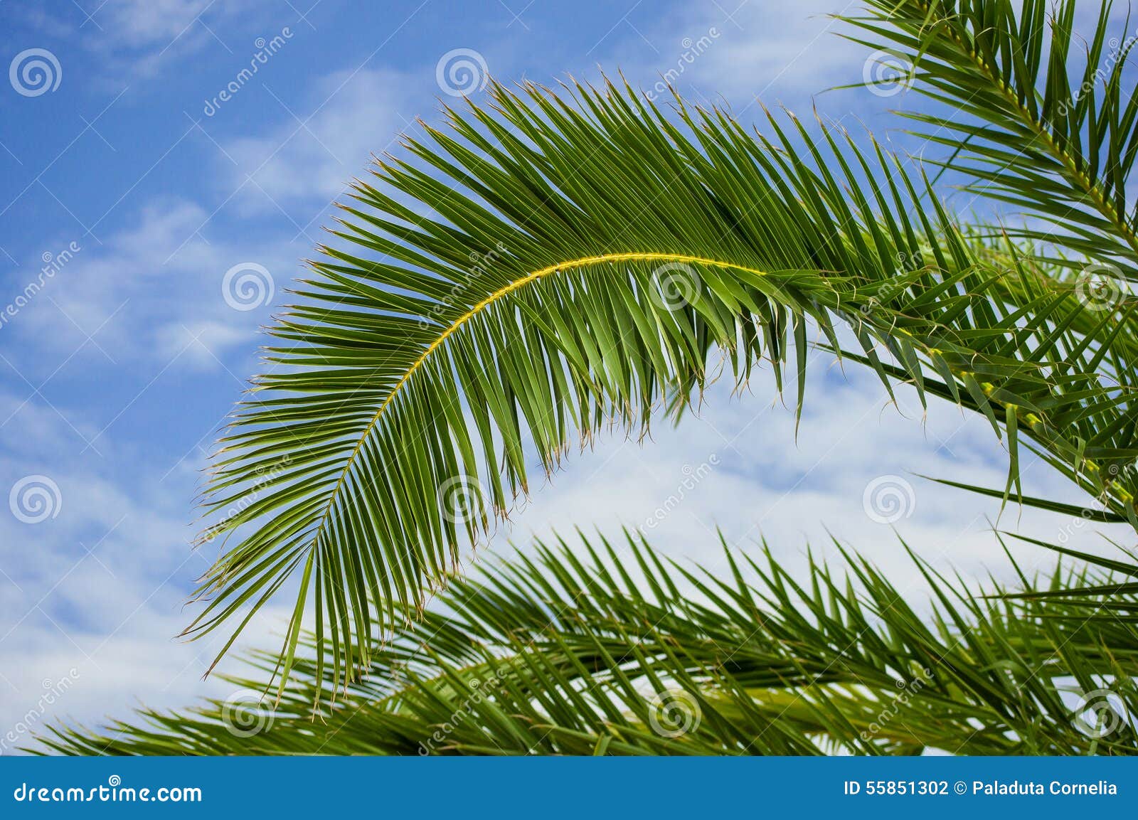 Palm tree branches stock photo. Image of spring, radiant - 55851302
