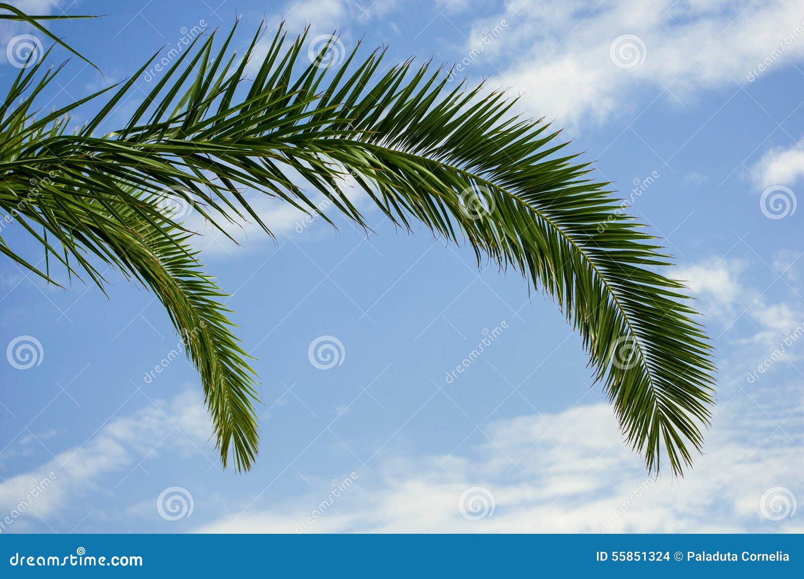 Palm tree branches stock photo. Image of botany, spring - 55851324