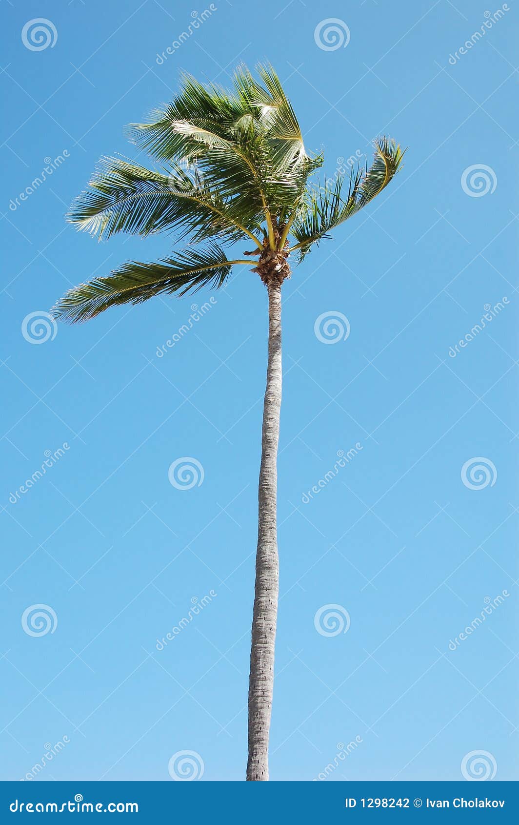 Palm tree with breeze stock photo. Image of scenic, destination - 1298242