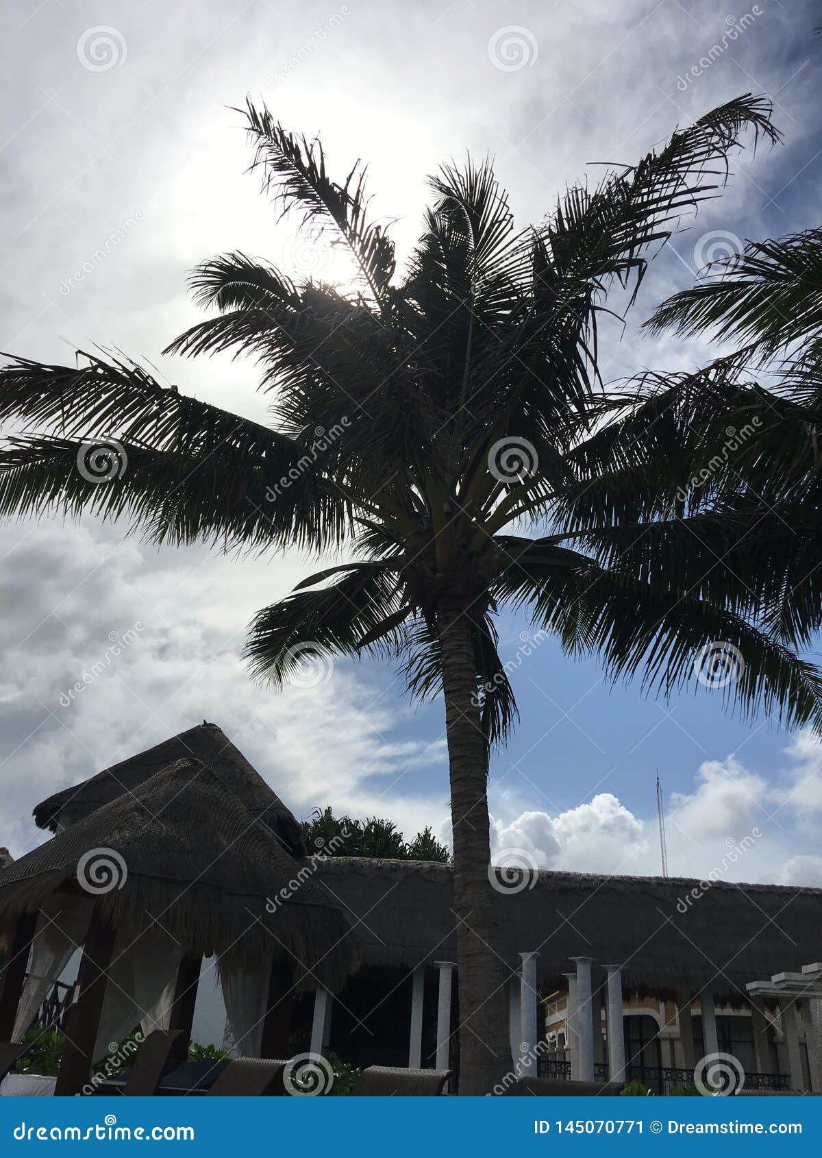 Palm tree stock image. Image of mexico, breeze, tree - 145070771