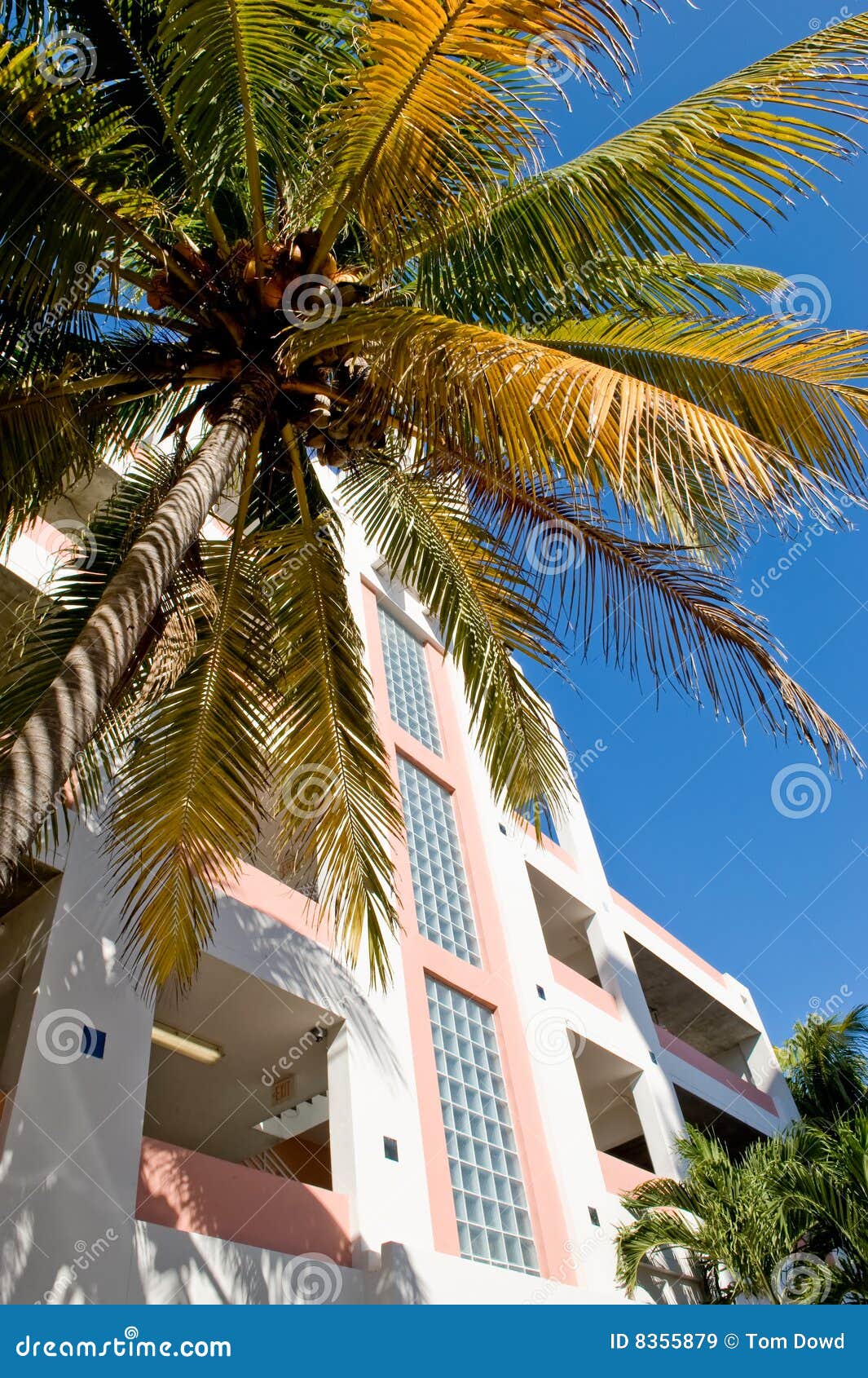 Palm tree and building stock image. Image of outside, south - 8355879