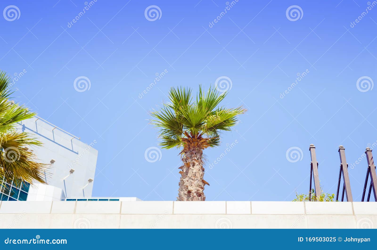 Palm tree on building. stock image. Image of botany - 169503025