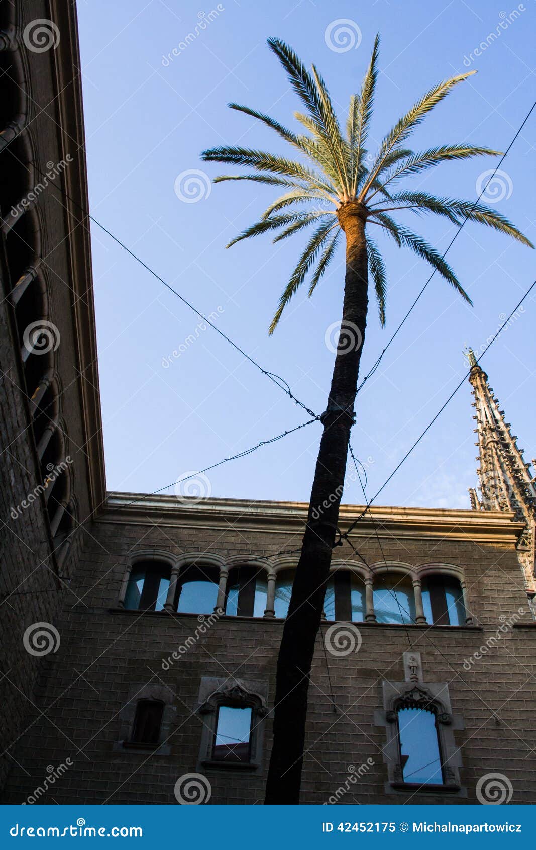Palm Tree between Buildings. Stock Image - Image of beach, view: 42452175