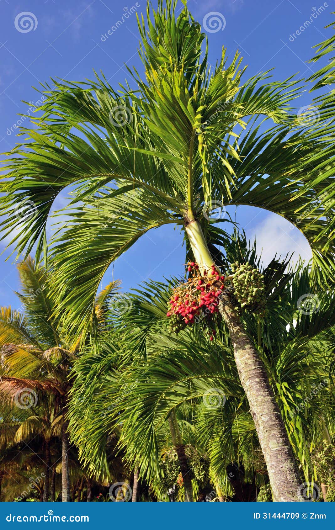 Palm tree stock image. Image of trunk, natural, berry - 31444709