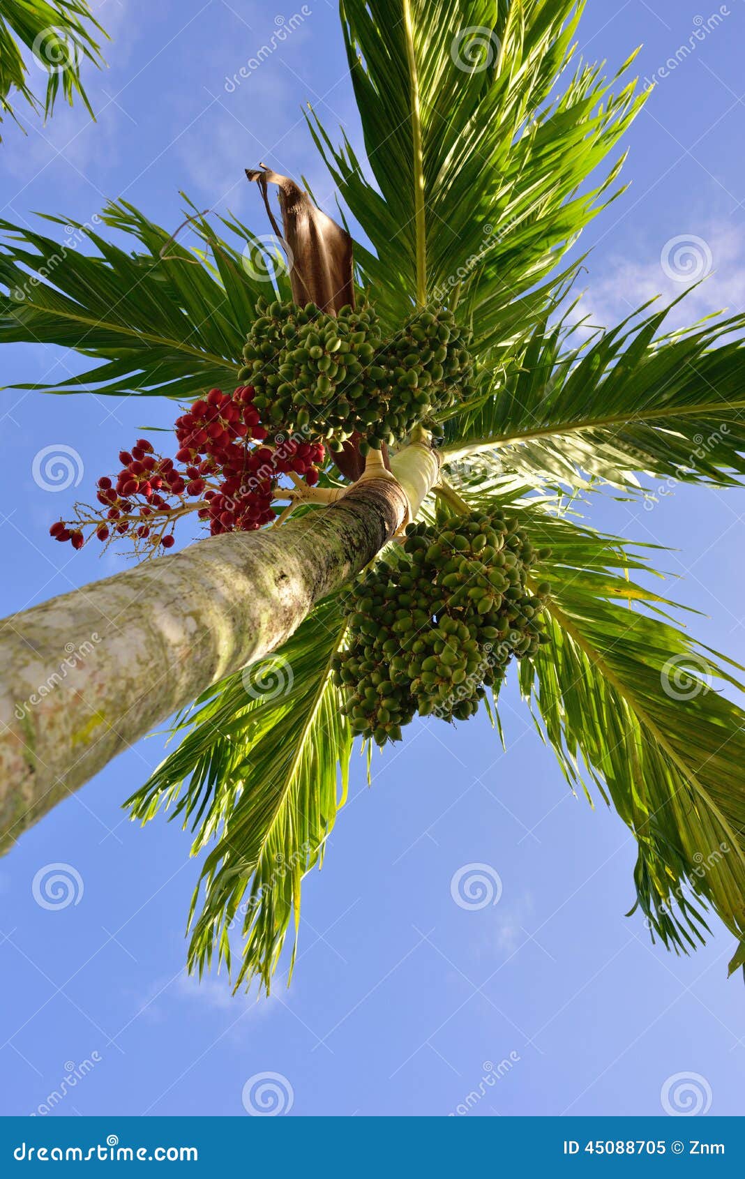 Palm tree stock image. Image of natural, leaf, berry - 45088705