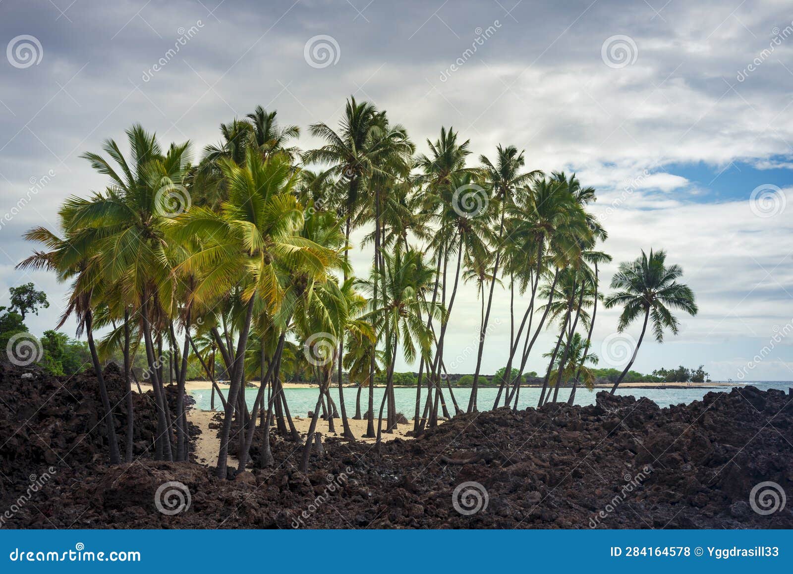 Palm Tree Bush on a Lava Field in Hawaii Stock Photo - Image of heiau ...