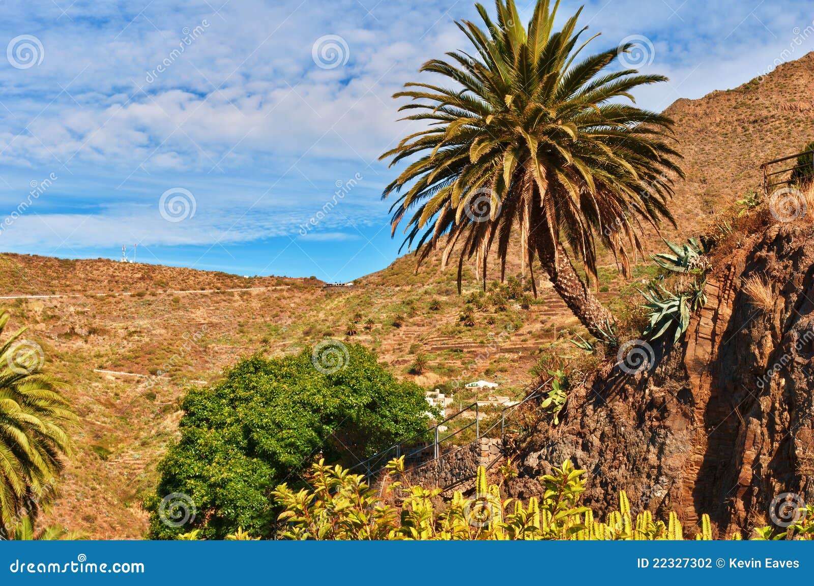 Palm tree and Cacti. stock photo. Image of evergreen - 22327302