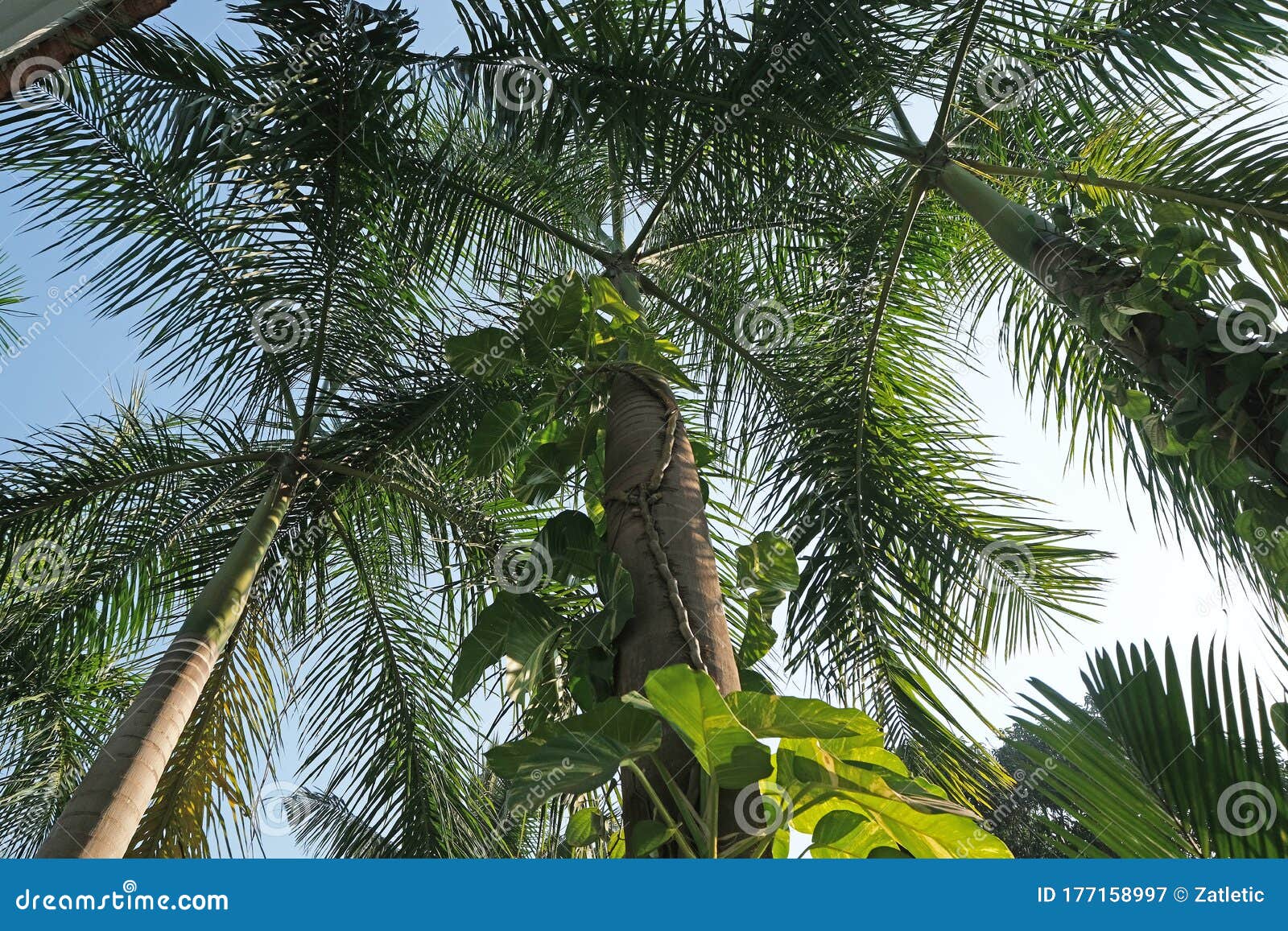 Palm Tree, Candolim, Goa, India Stock Image - Image of nature, kind ...