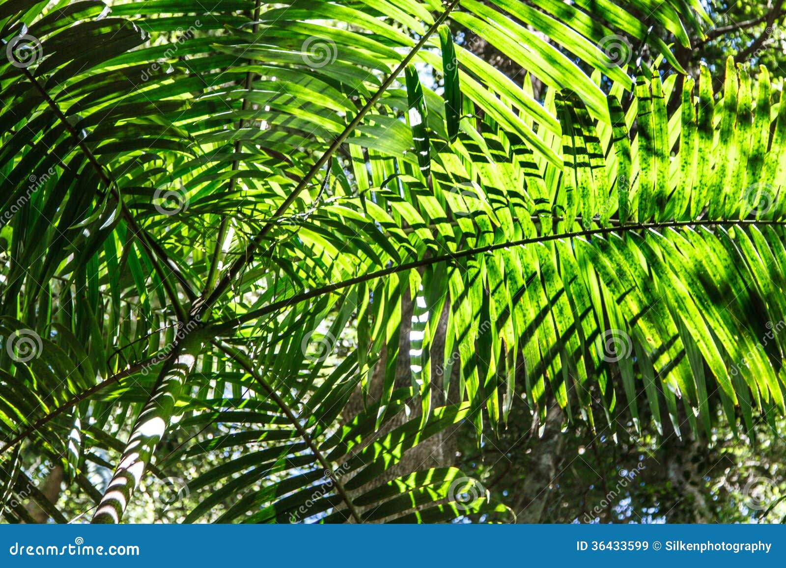 Palm Tree Canopy stock image. Image of healthy, leaf - 36433599