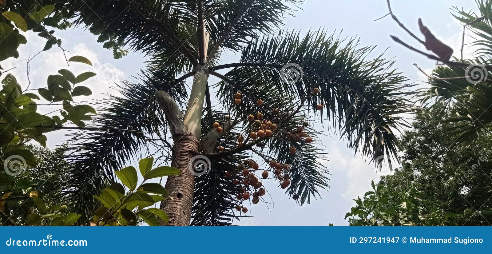 A Palm Tree in Capture of Camera Stock Image - Image of palm, branch ...
