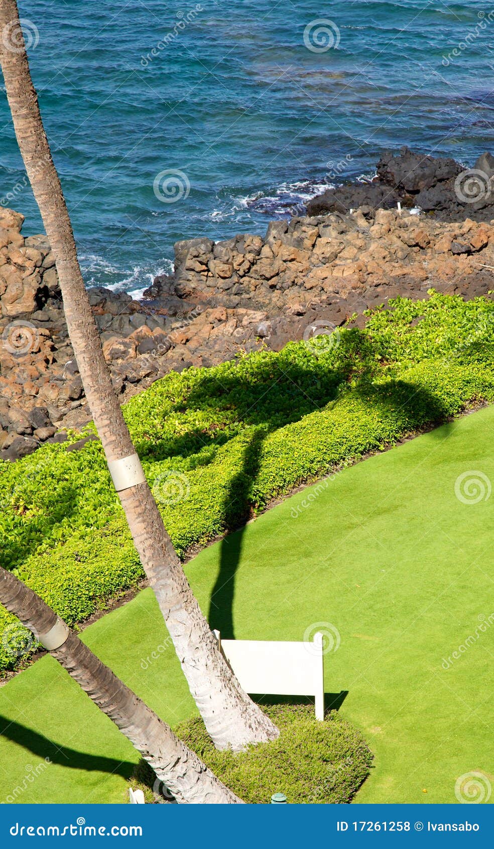 Palm Tree Casting Shade on the Grass Stock Photo - Image of kihei ...