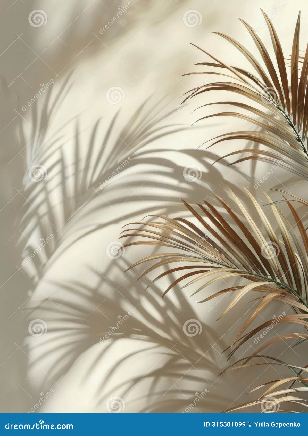 Palm Tree Casting Shadow on Wall Stock Image - Image of weather ...