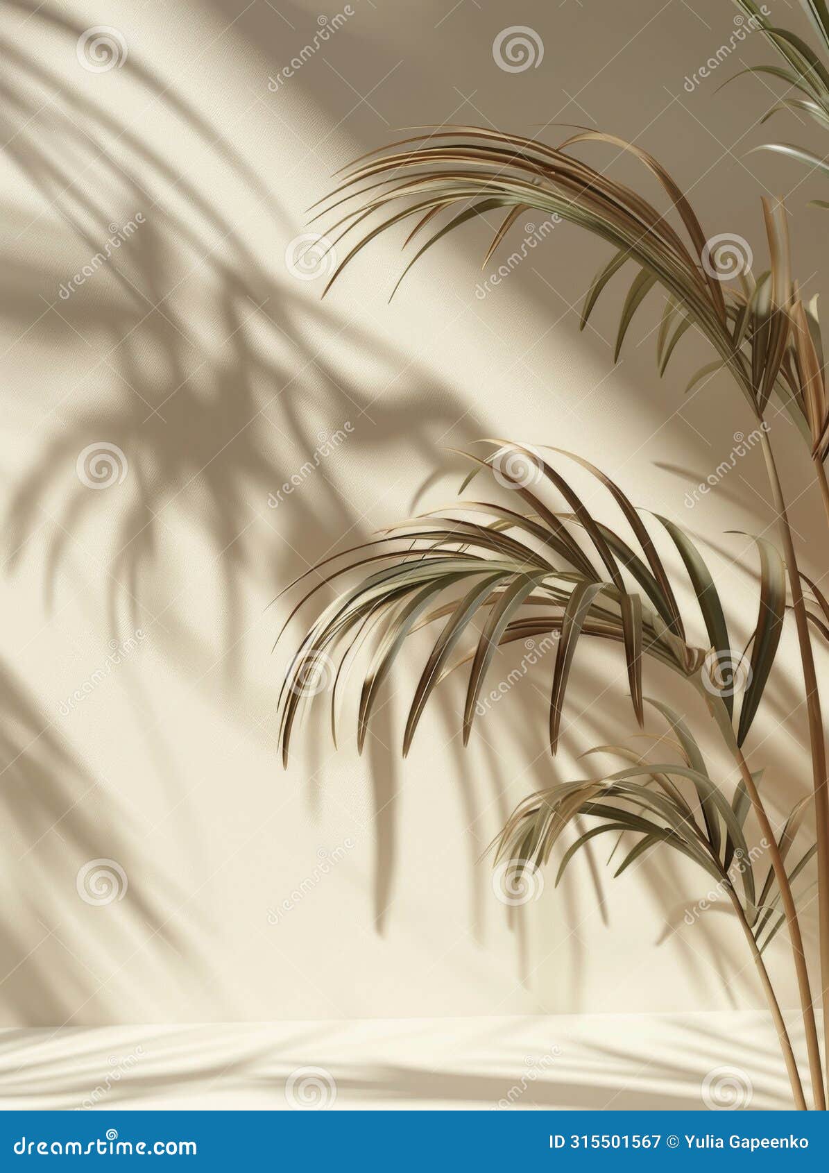 Palm Tree Casting Shadow on Wall Stock Image - Image of detail ...