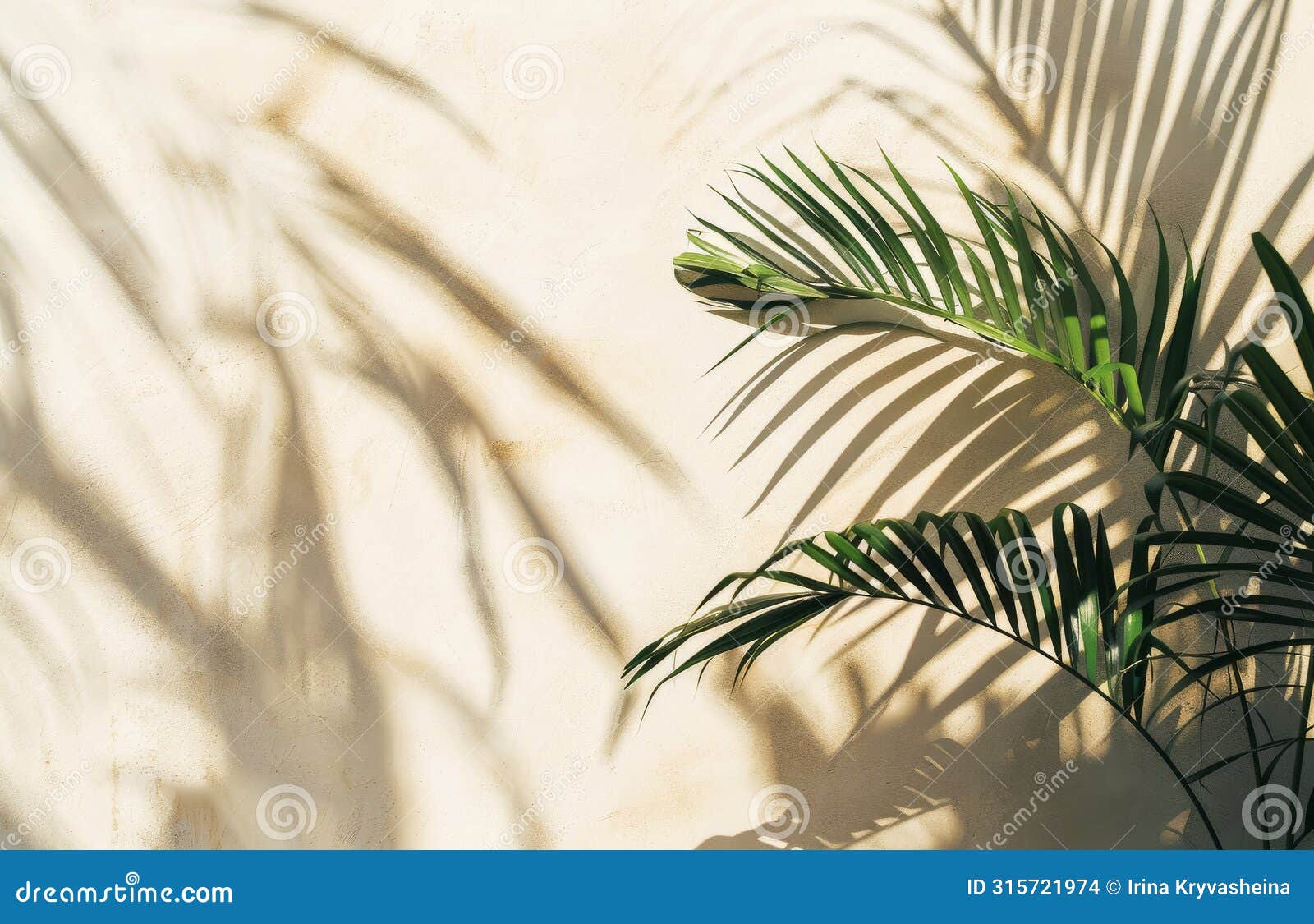 Palm Tree Casting Shadow on Wall Stock Photo - Image of leaves ...