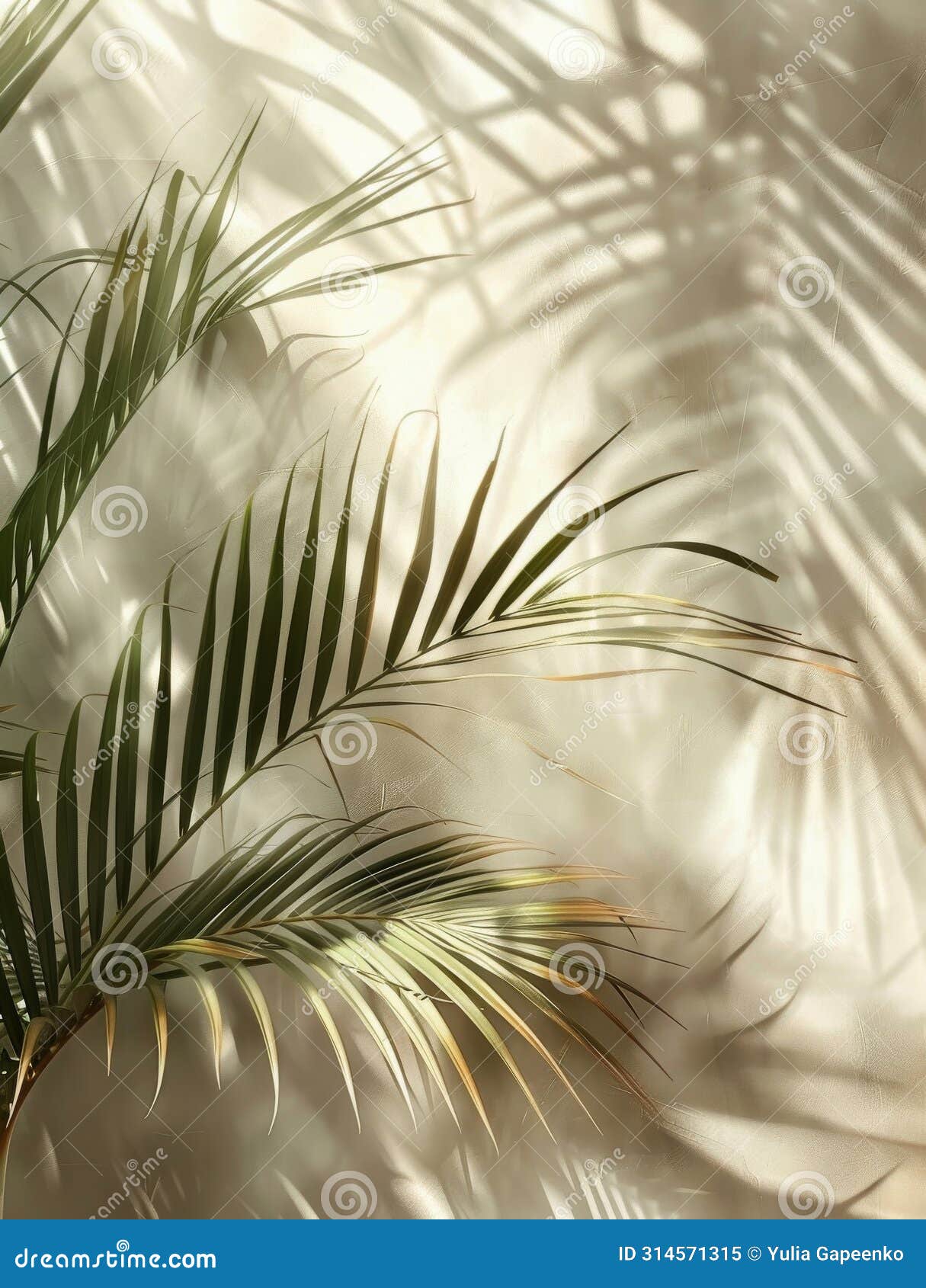 Palm Tree Casting Shadow on Wall Stock Image - Image of outdoor ...