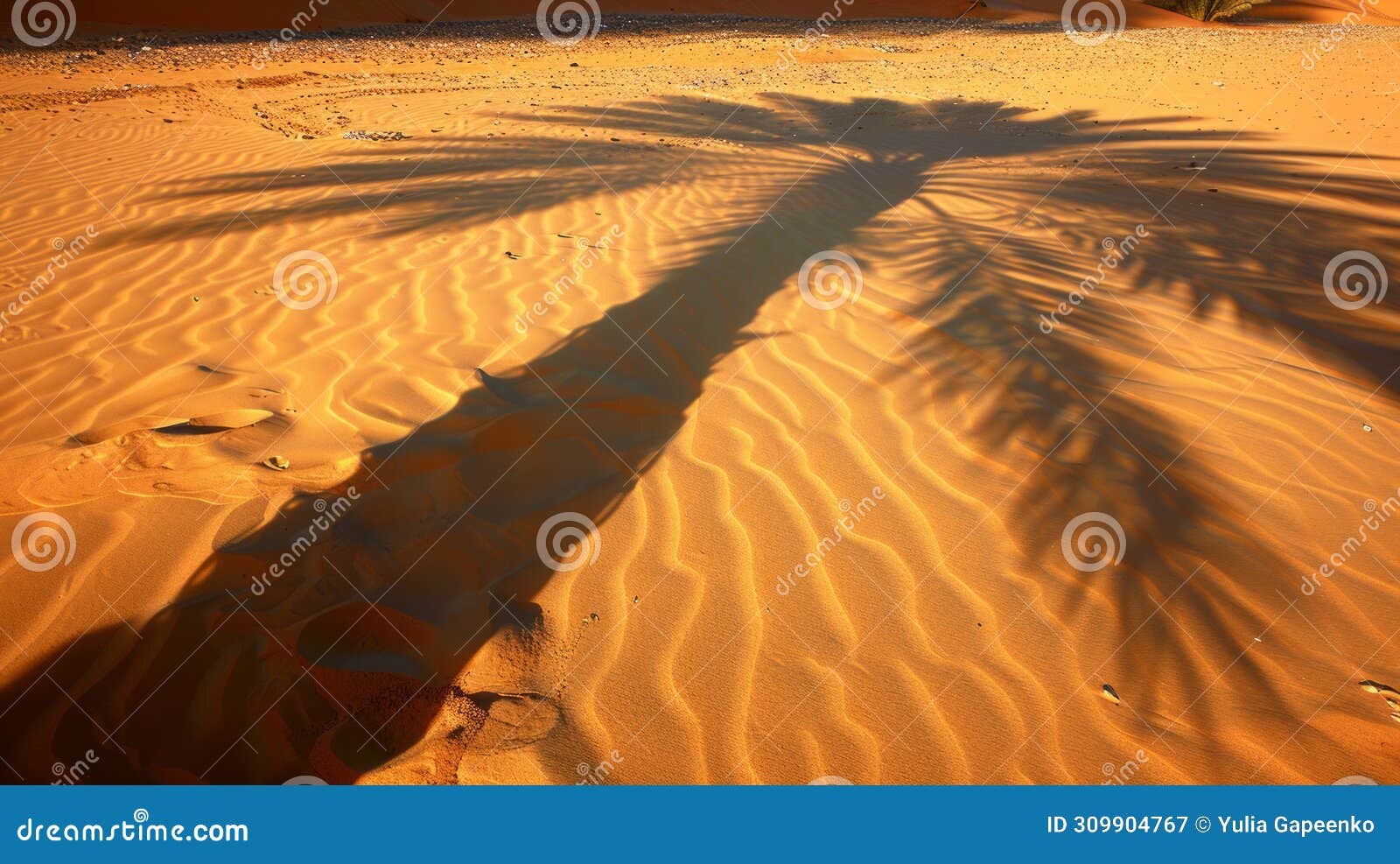 Palm Trees Shadow on Sandy Beach Stock Image - Image of destination ...
