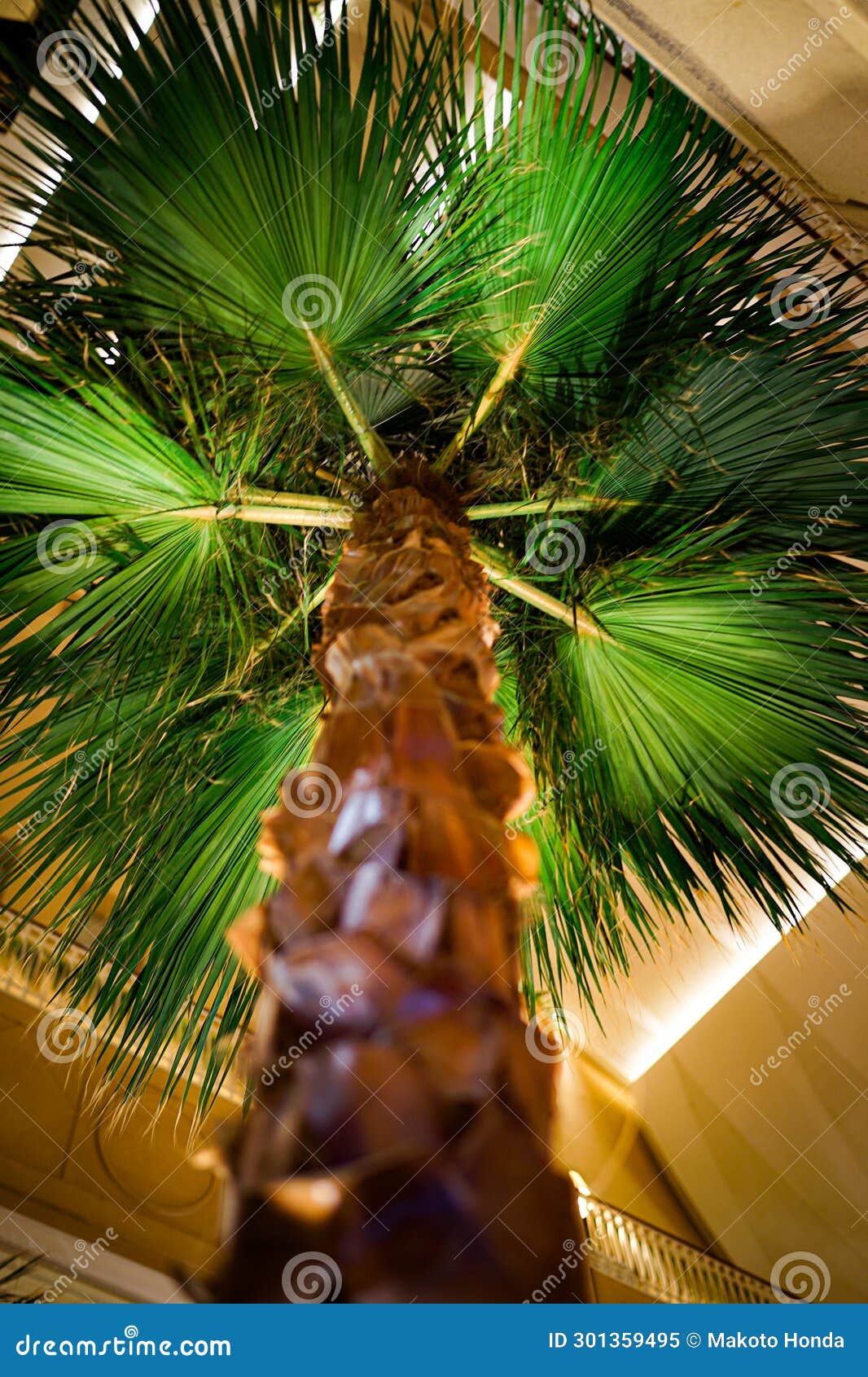 Palm tree and ceiling stock image. Image of friendly - 301359495