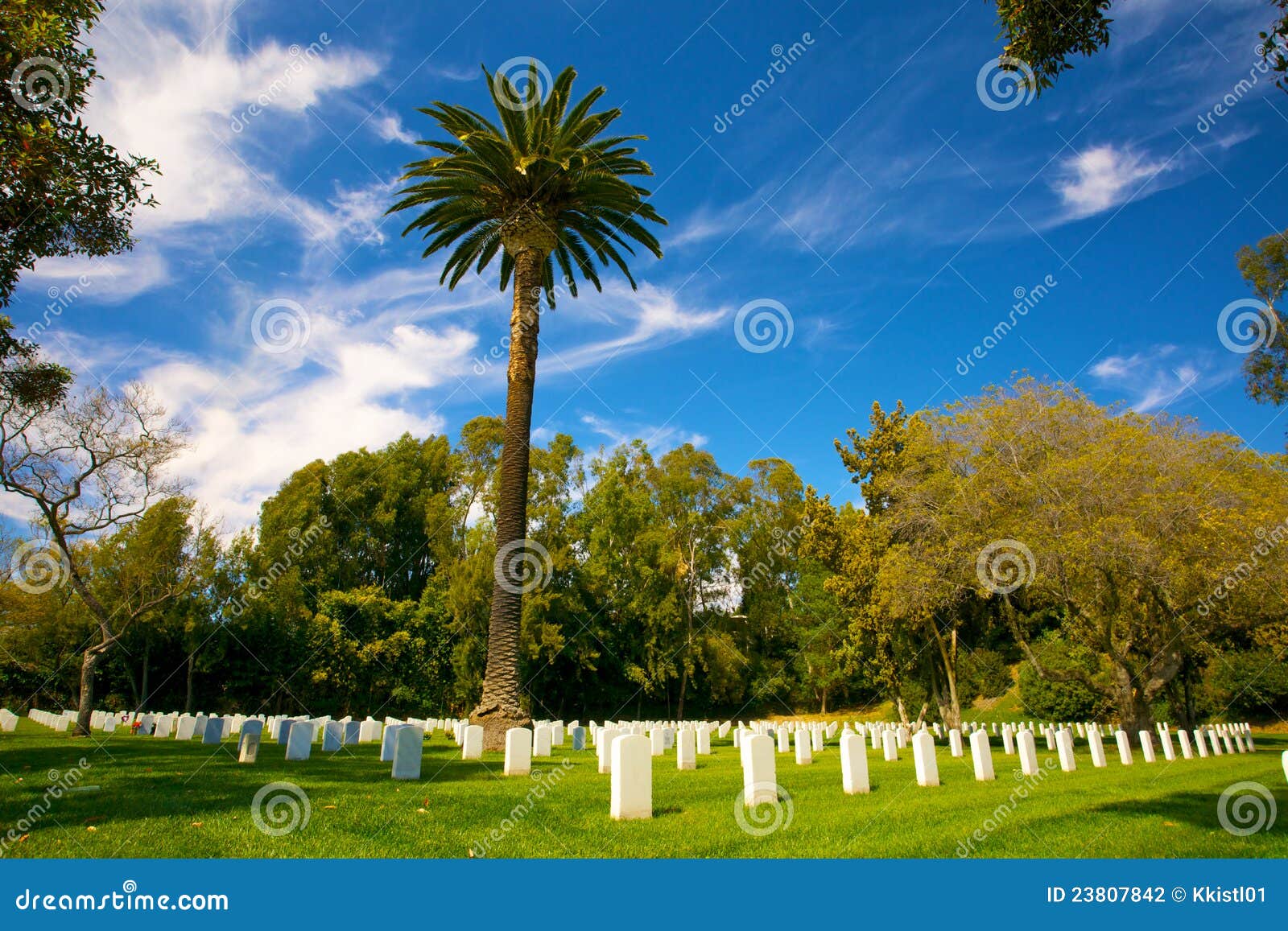 Palm Tree in Cemetery stock photo. Image of fallen, tomb - 23807842