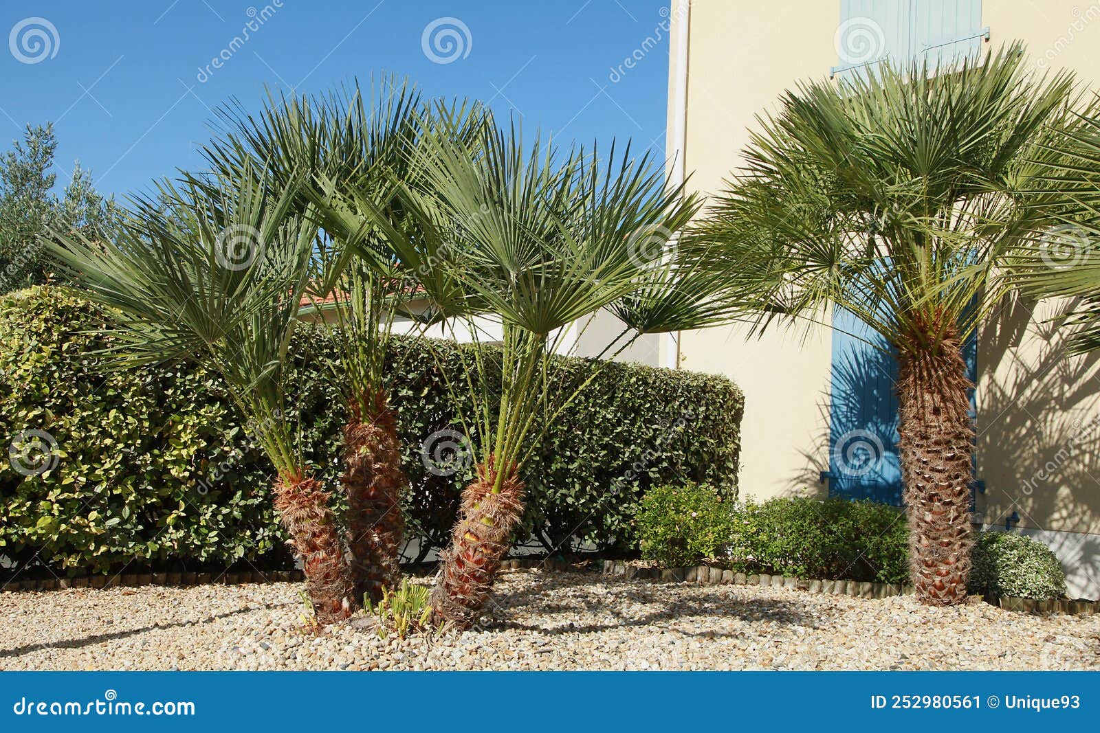 Palm Tree Chamaerops Excelsa Stock Image - Image of chamaerops, garden ...