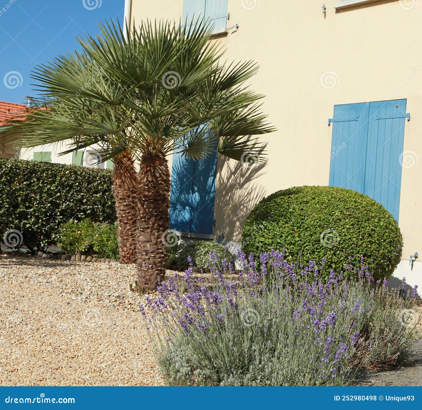 Palm Tree Chamaerops Excelsa Stock Photo - Image of excelsa, stone ...