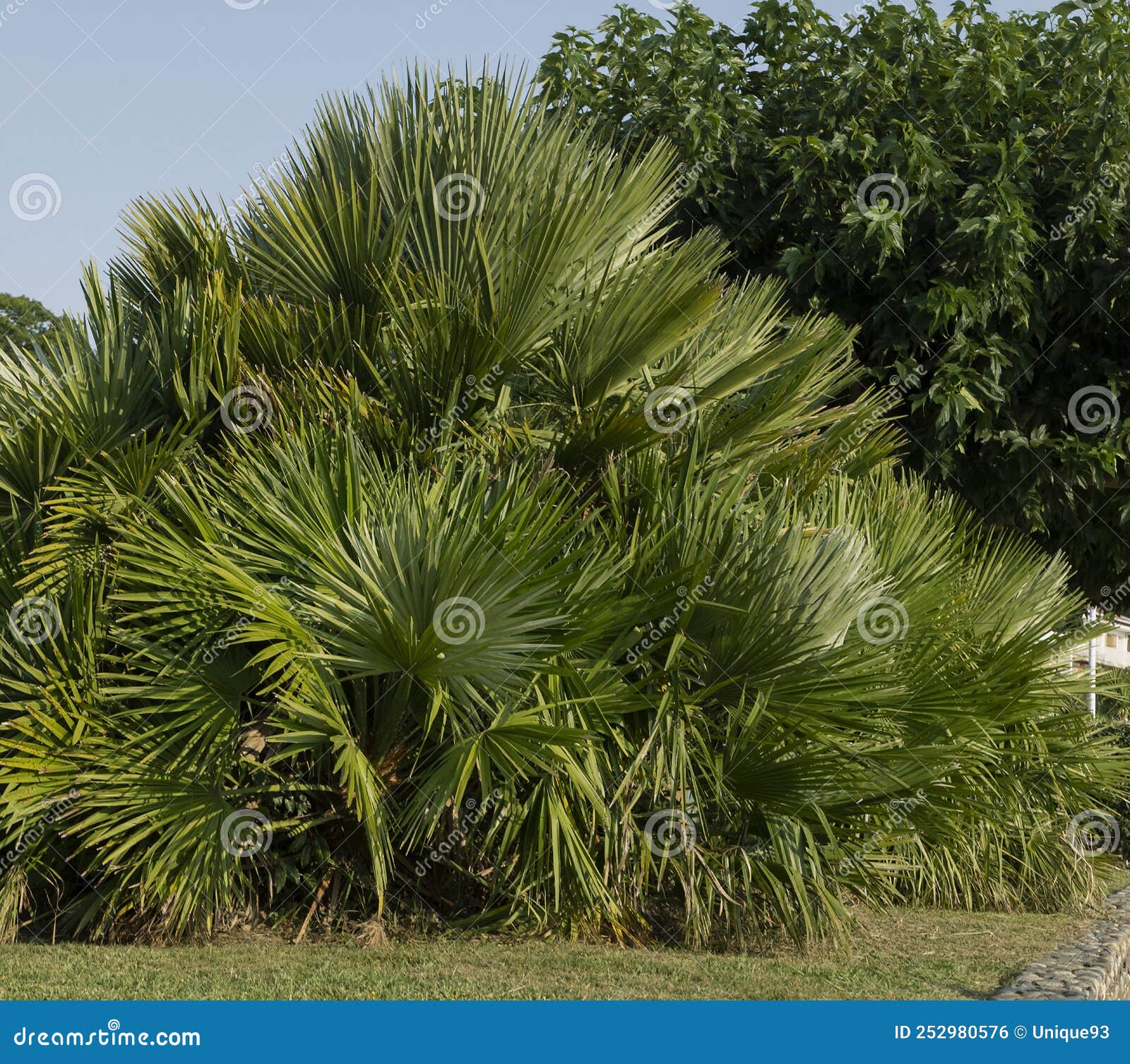 Palm Tree Chamaerops Humilis Vulcano Stock Photo - Image of leaf ...