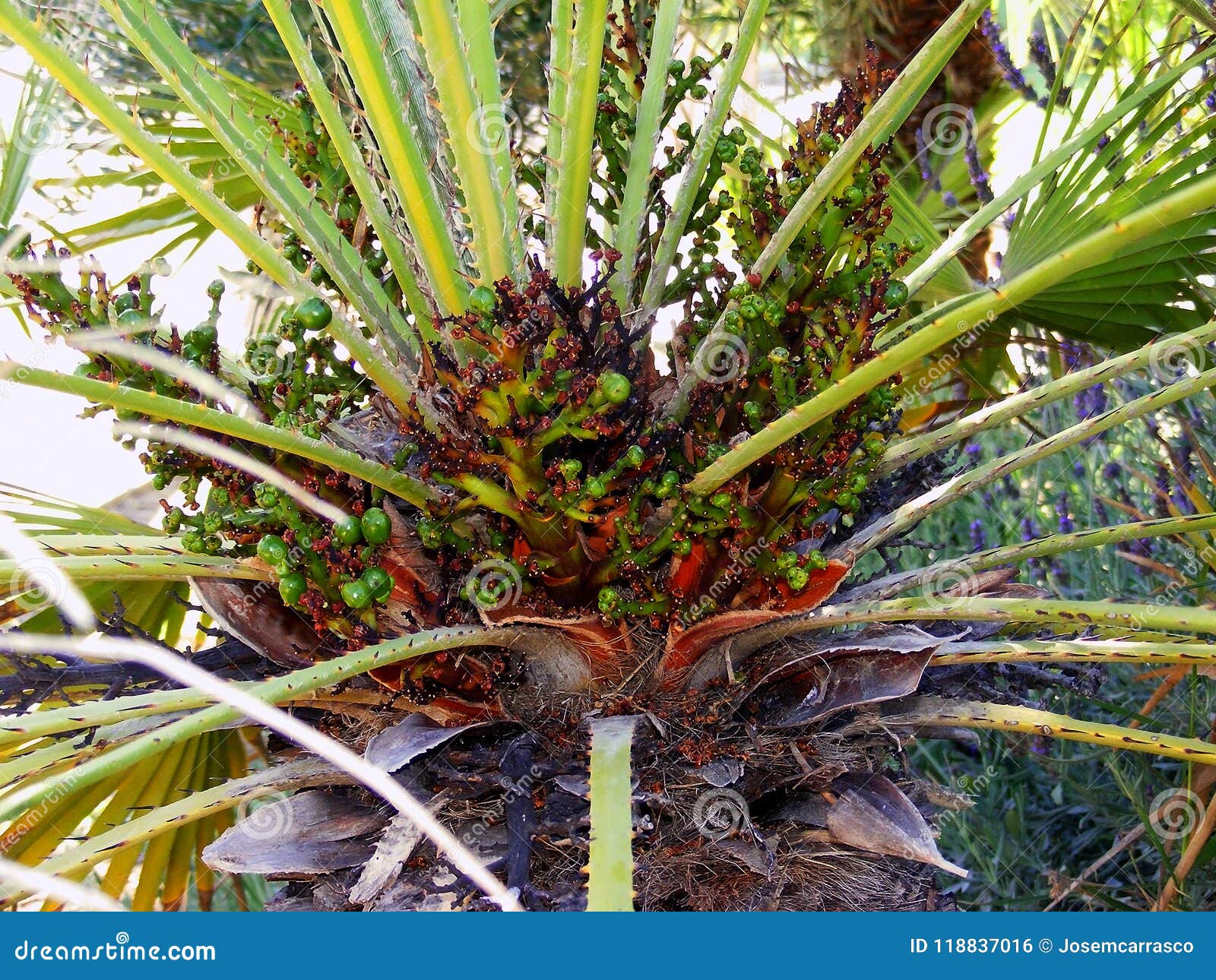 Palm Tree Children in the Garden Stock Photo - Image of floral, blue ...