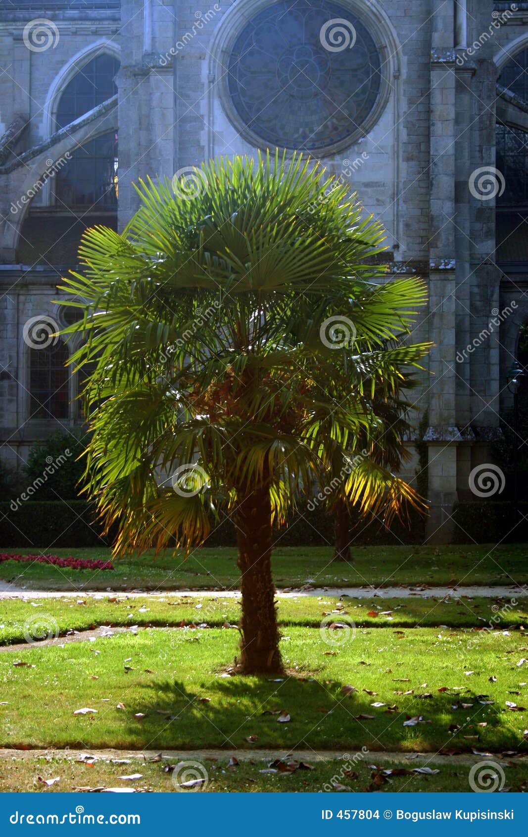 Palm tree on church yard stock photo. Image of daytime - 457804