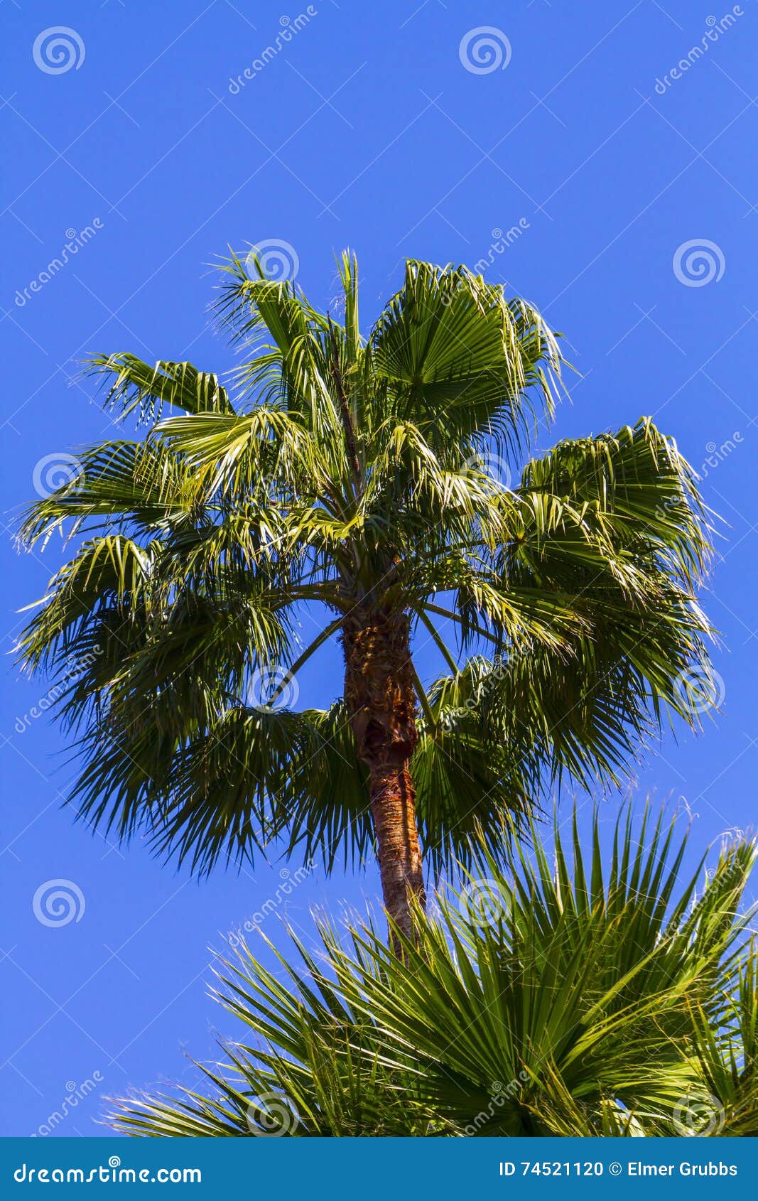 Palm Tree in a Circle stock photo. Image of tranquility - 74521120