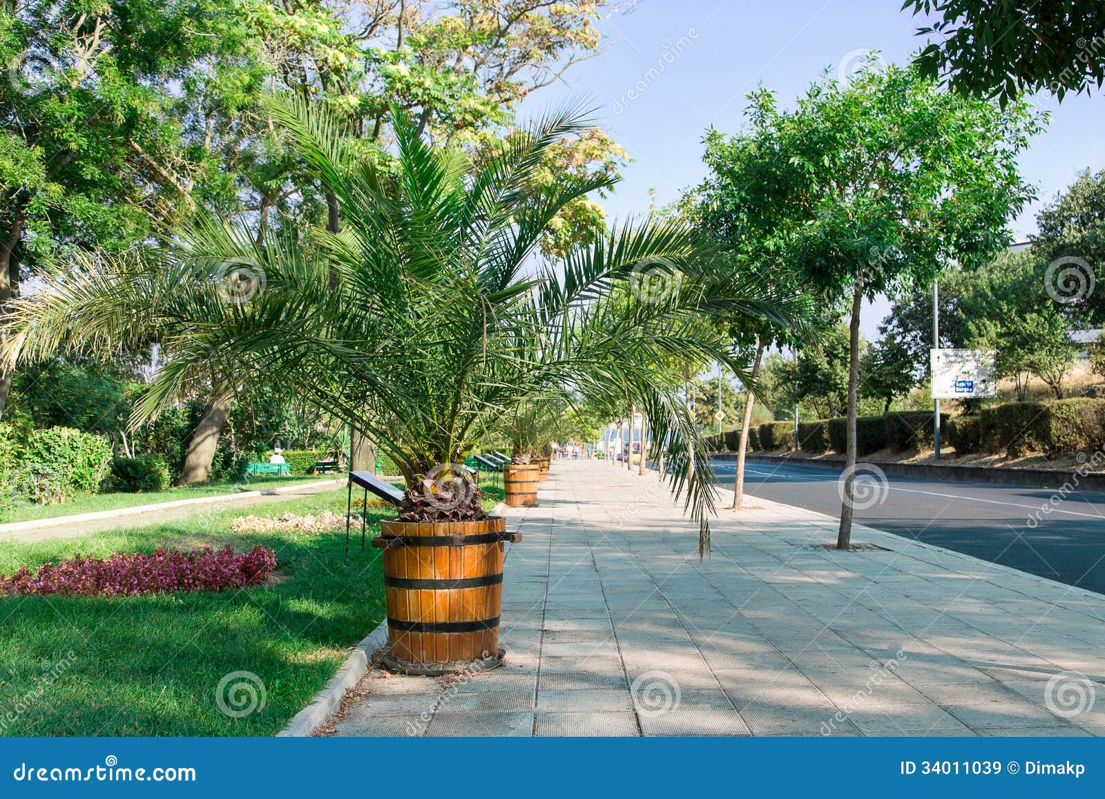 Palm tree city stock image. Image of road, vacation, square - 34011039