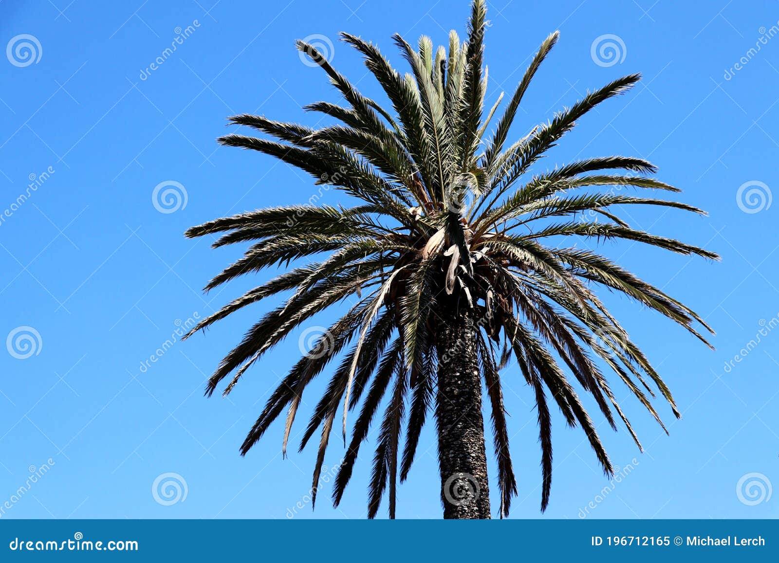 Palm Tree with Clear Blue Sky Stock Image - Image of nature, foliage ...