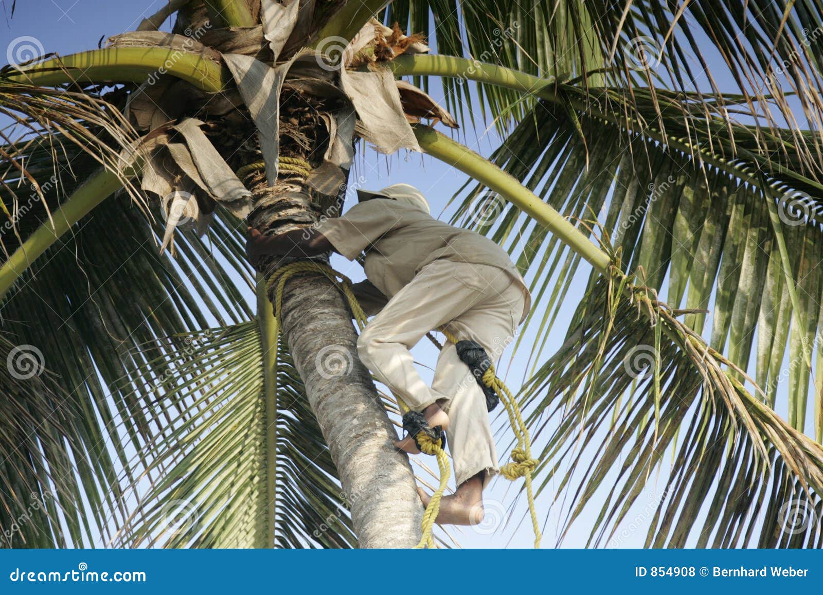 Palm tree climber stock photo. Image of lonely, romantic - 854908