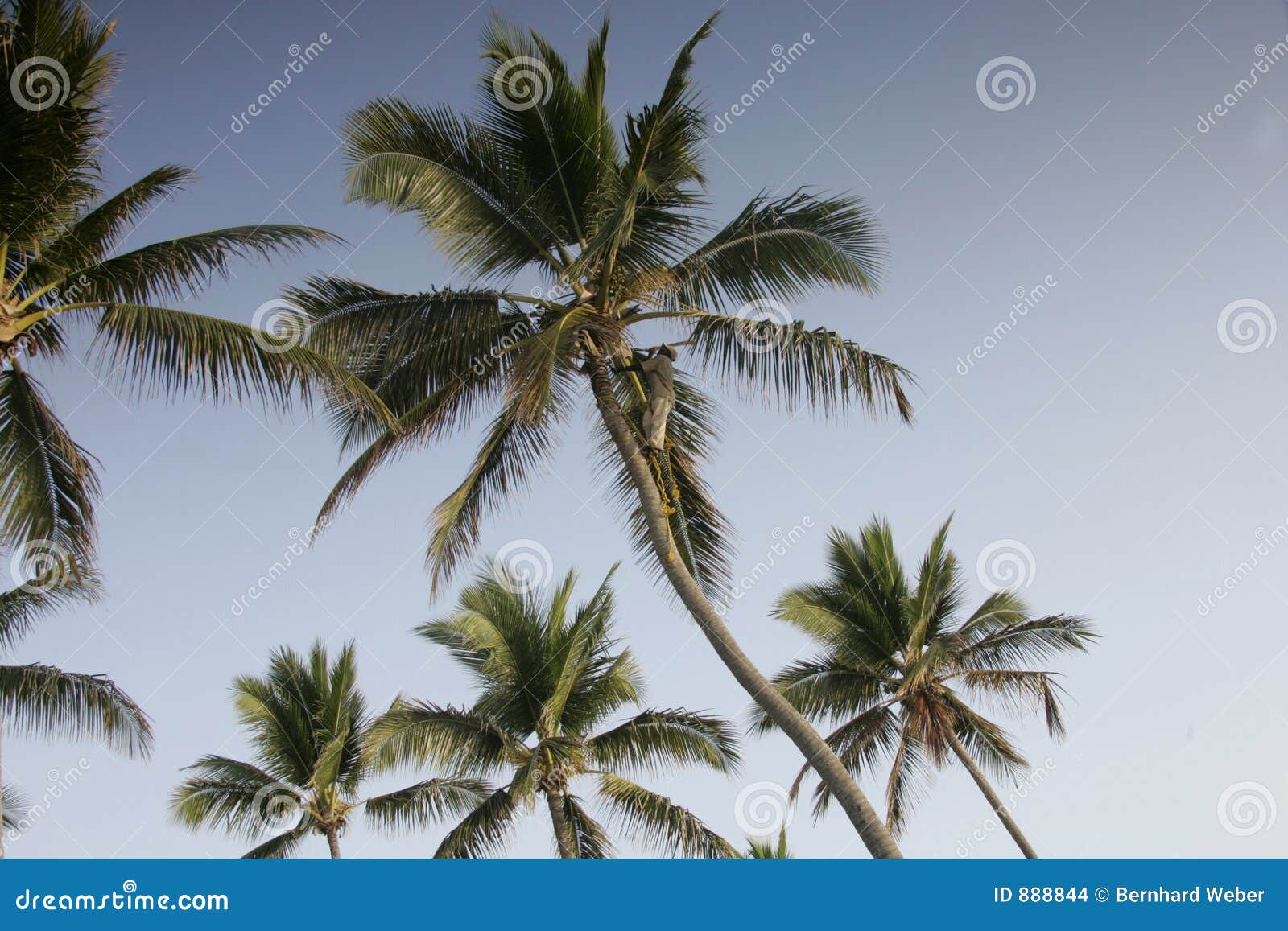 Palm tree climber stock photo. Image of ocean, island, skill - 888844