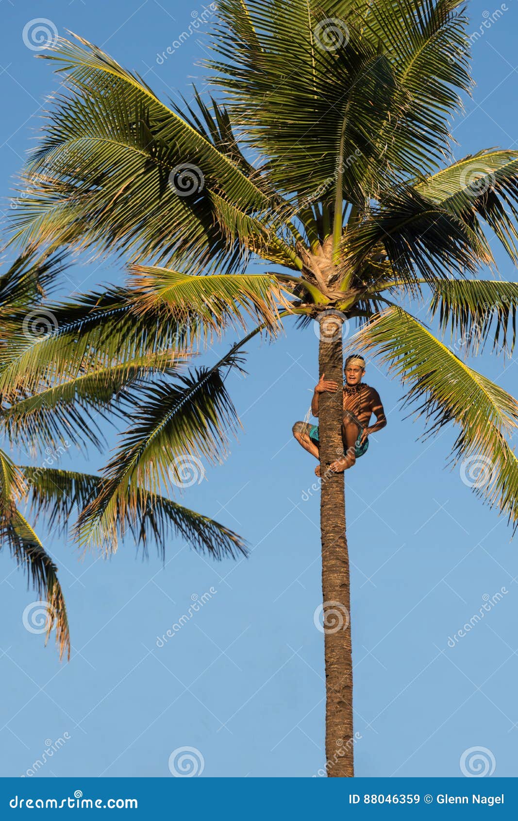 Palm tree climber editorial stock image. Image of branches - 88046359