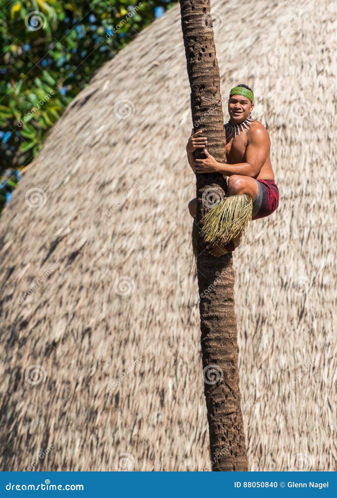 Palm tree climber editorial image. Image of vertical - 88050840