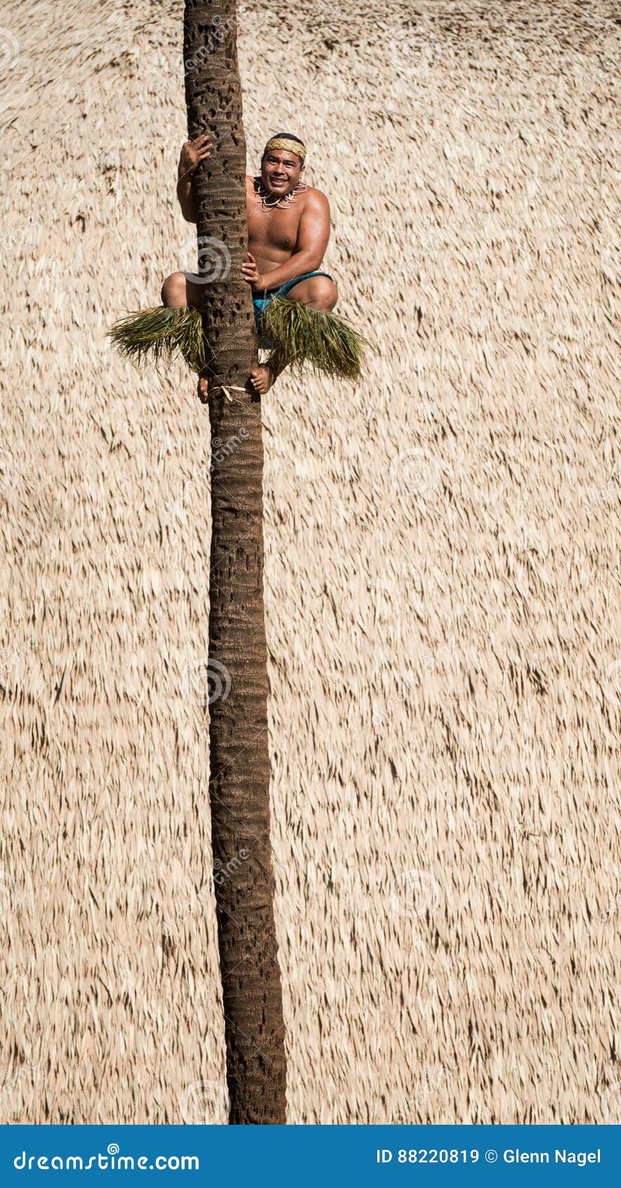 Palm tree climber editorial stock image. Image of warrior - 88220819